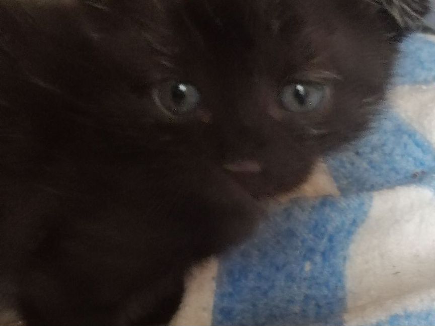 Котята от шотландских кошек