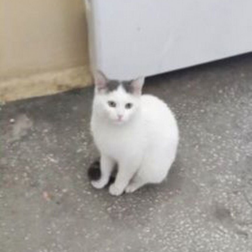 Отдам в добрые руки