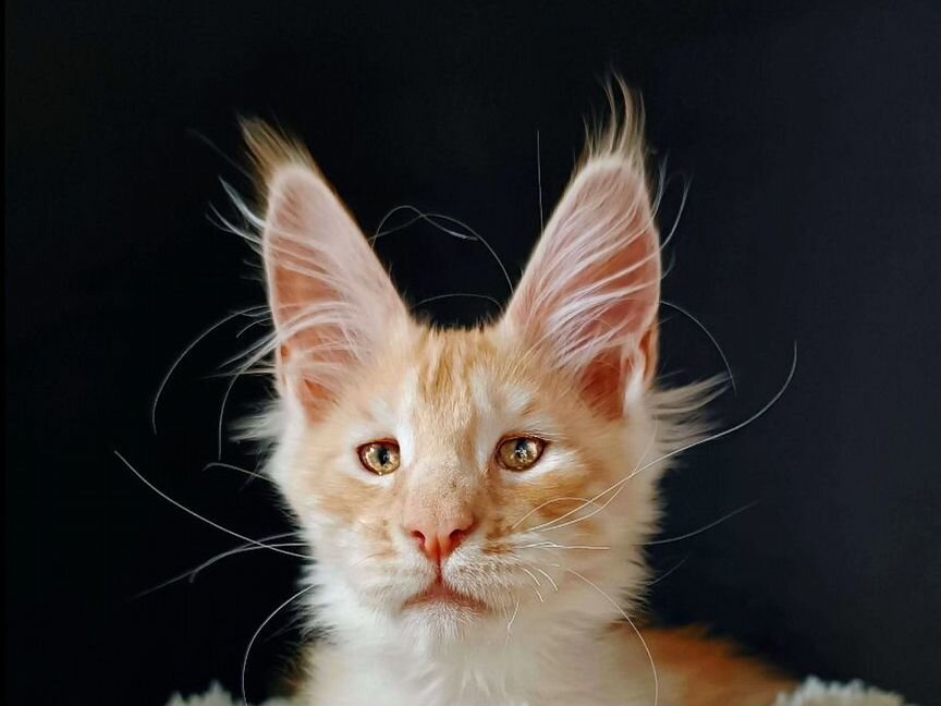 Королева котенок Мейн кун