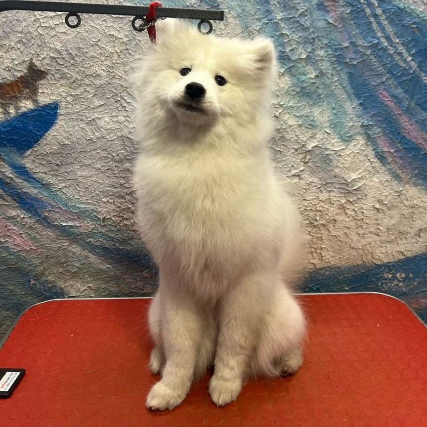 Самоедская собака, взрослая