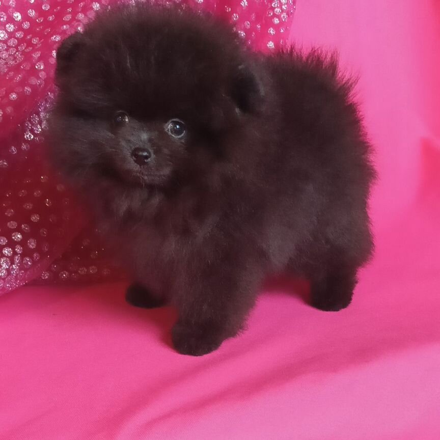 Питомник. Девочки -обворожительные