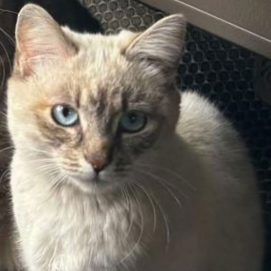 Лаванду никто не замечает