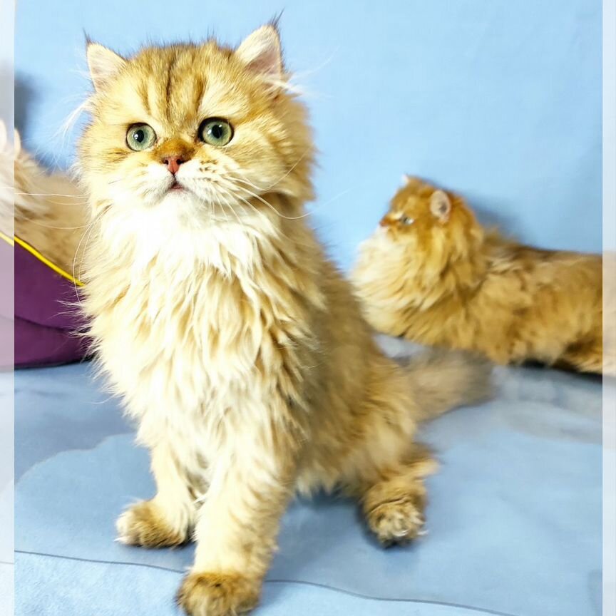 Британский длинношёрстный котёнок