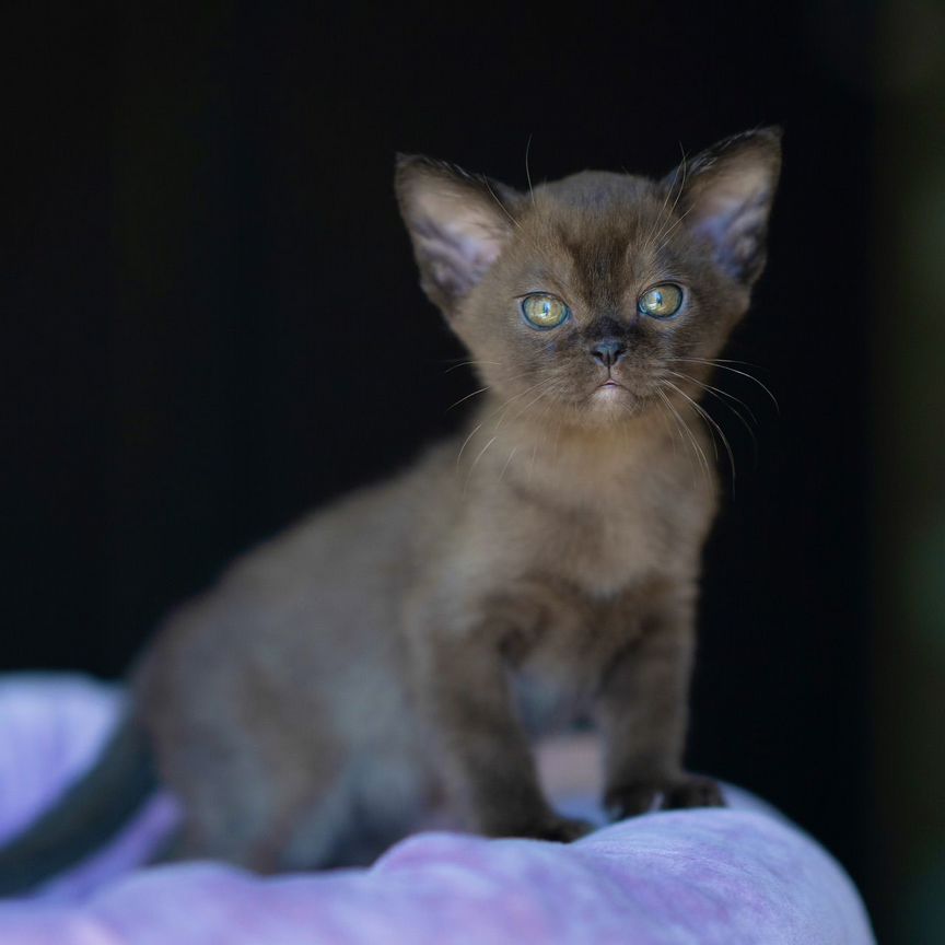 Бурманские котята