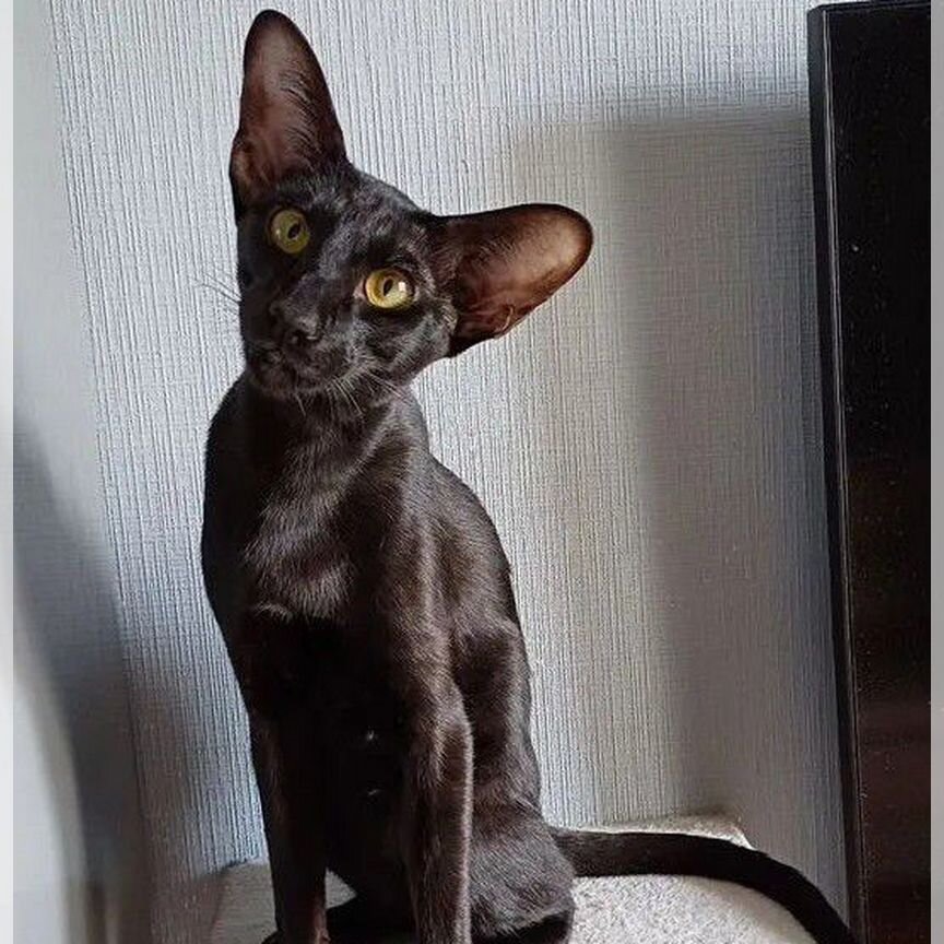 Ориентальная кошка