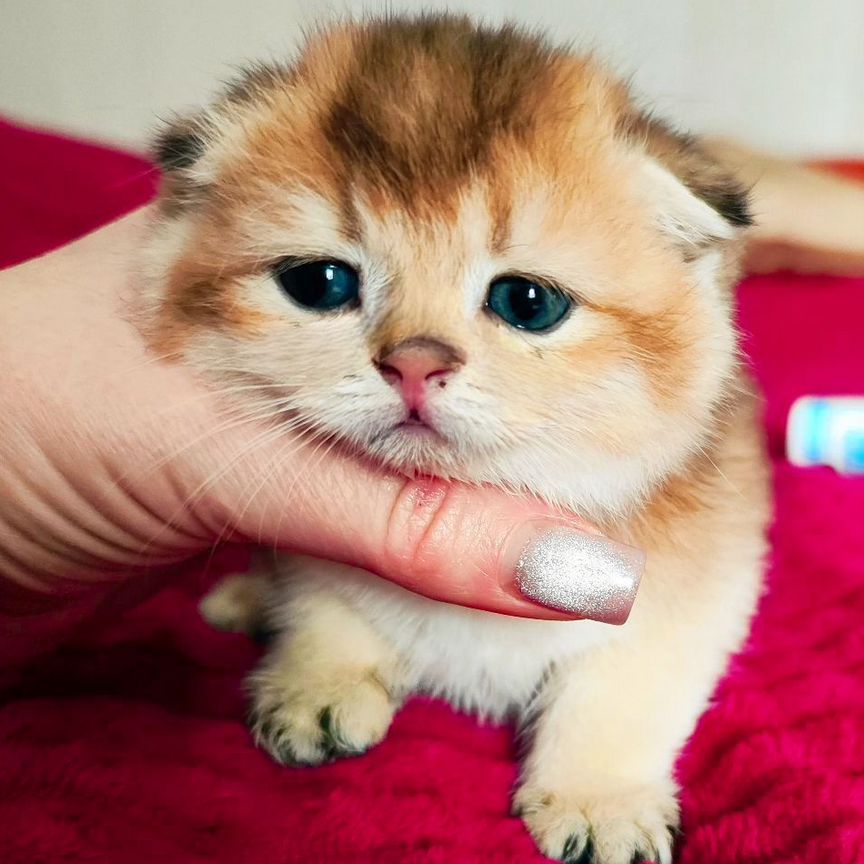 Шотландские котята Питомник
