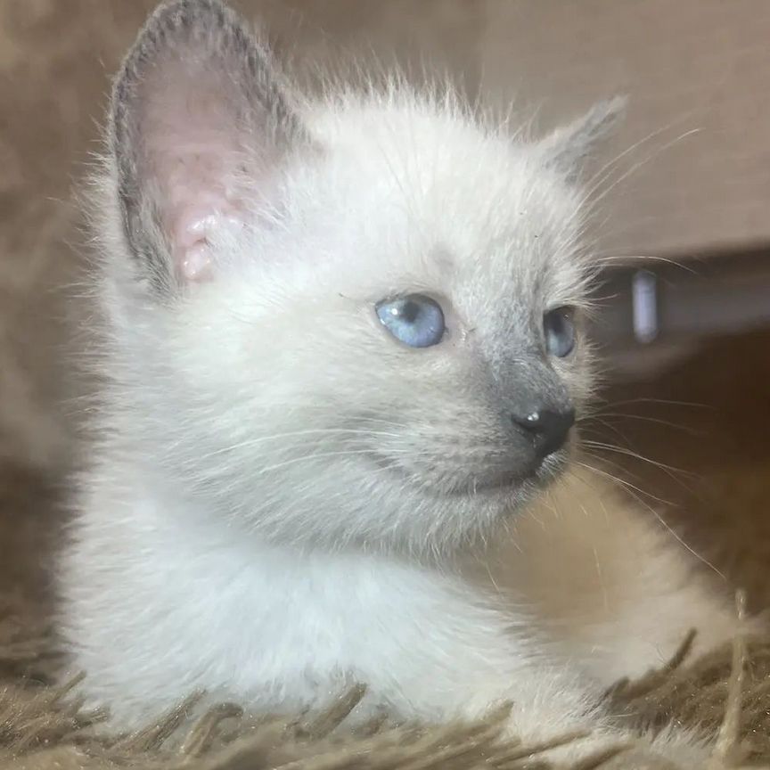 Котёнок от частного владельца