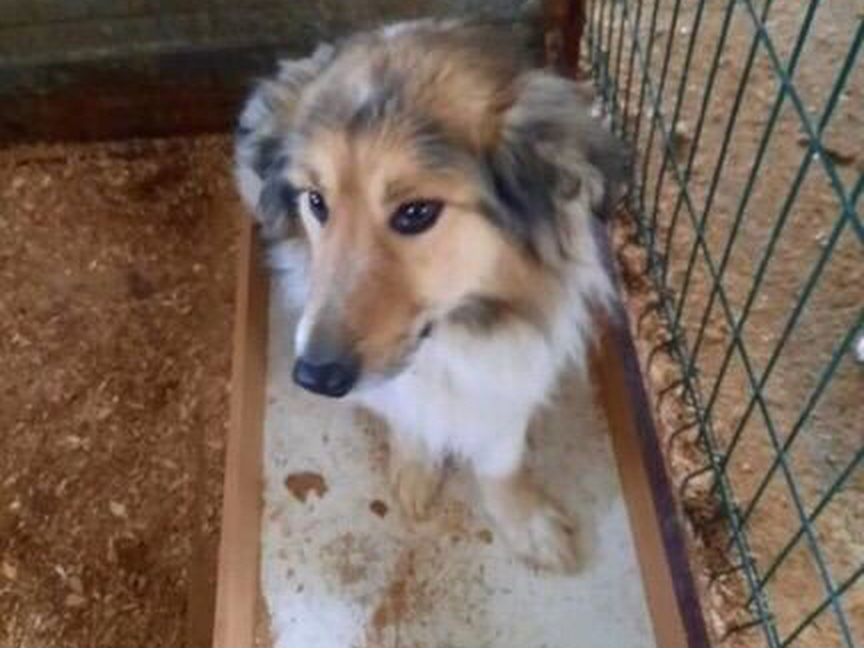 Колли в добрые руки