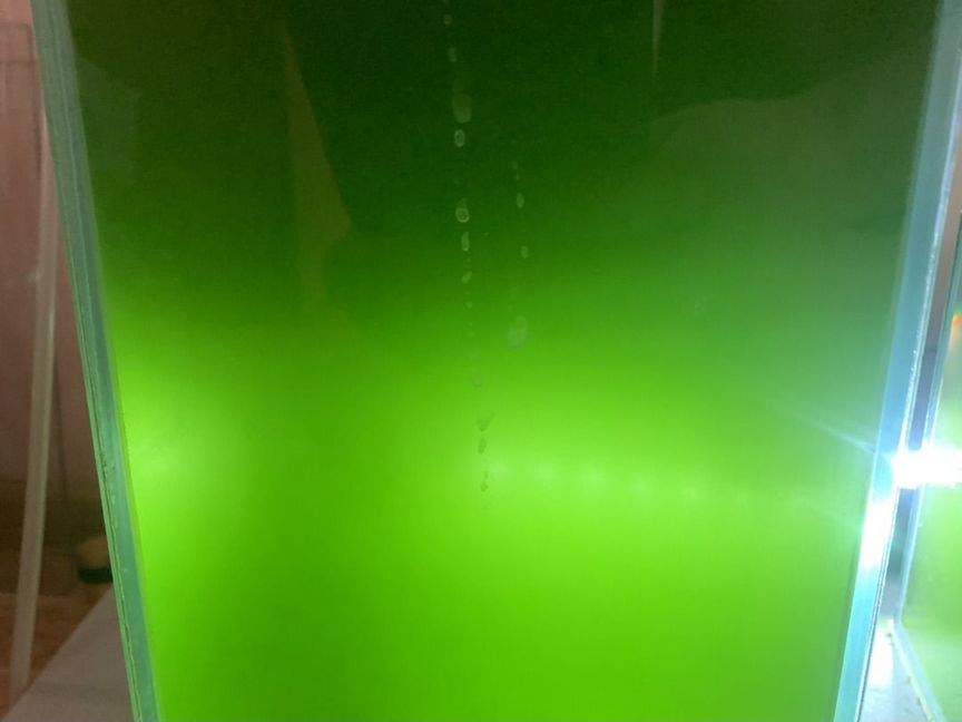 Тетраселмис