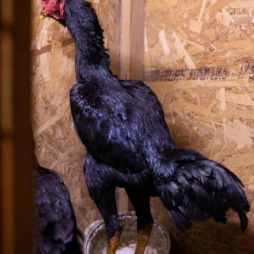 Парочка бойцовых