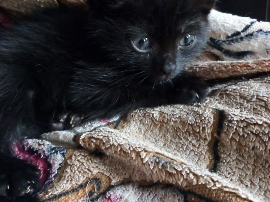 Котенок девочка черная 1,5 мес