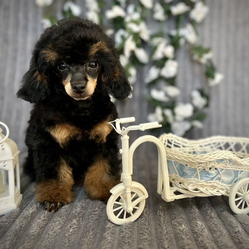 Пудель, щенок