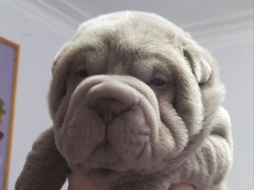 Шикарный лиловый щенок шарпея