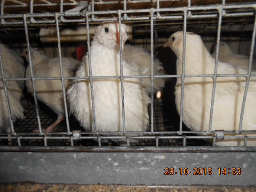 Перепелки, мясо перепёлок