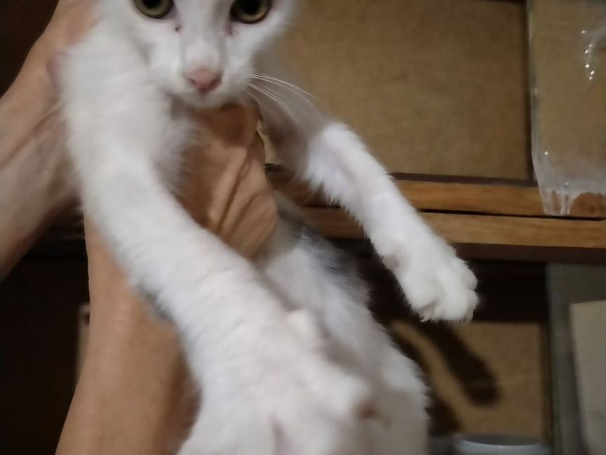 Котенок