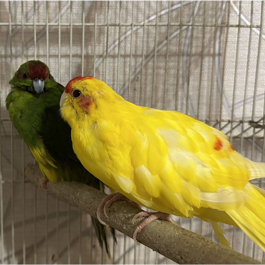 Попугаи какарики (прыгающие попугаи)