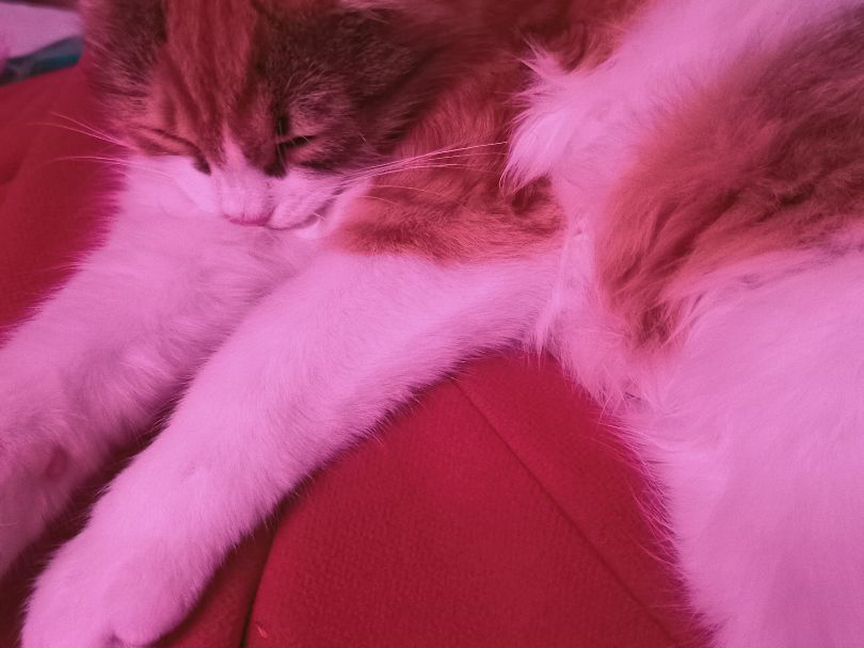 Отдам кошку в добрые руки. Ходит на лоток