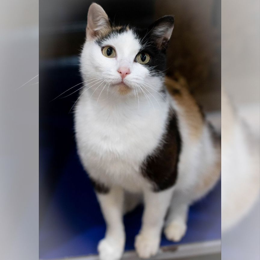 Взрослая кошка в добрые руки