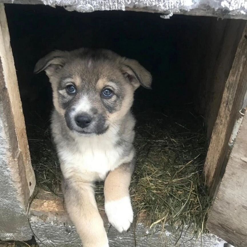 Щенок в добрые руки