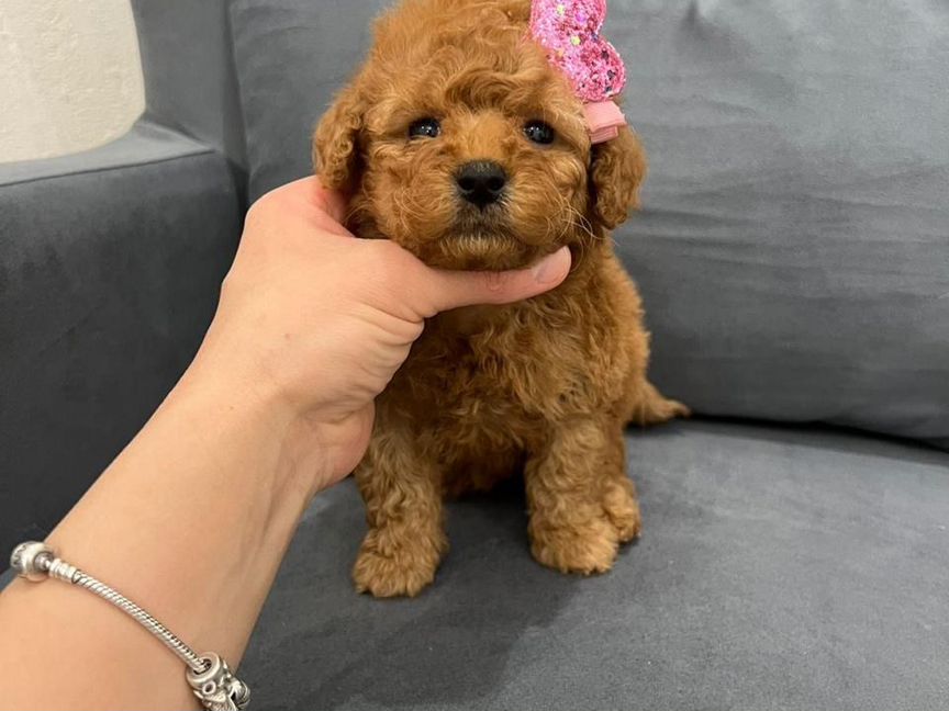 Мальтипу f1 mini