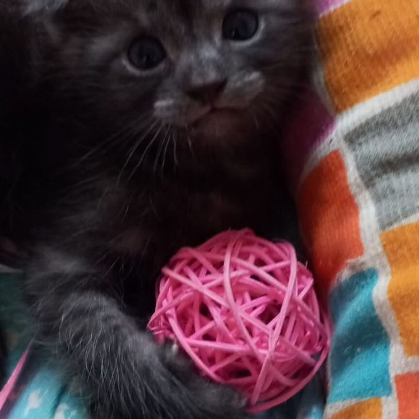 Отдадим маленьких пушистиков в любящие руки