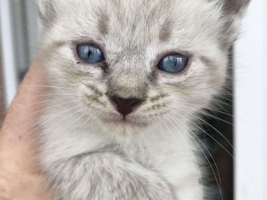 Котенка Сиамского