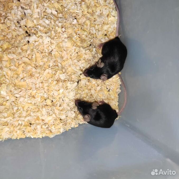 Кормовые мыши живые