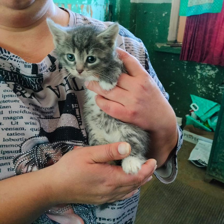 Котята в добрые ручки