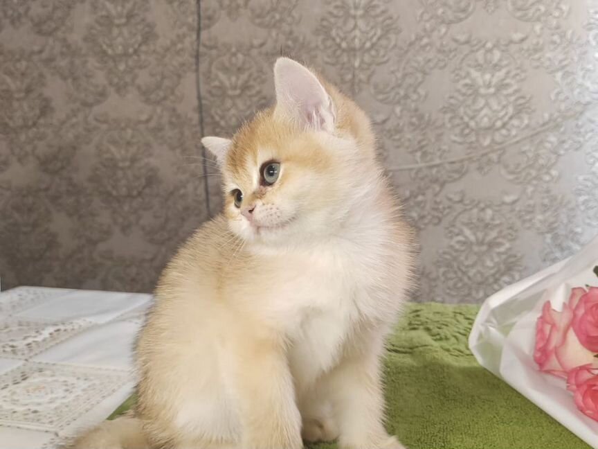 Шотландские котята