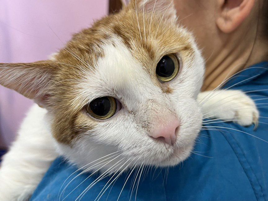 Огромный взрослый кот Джордж в добрые руки