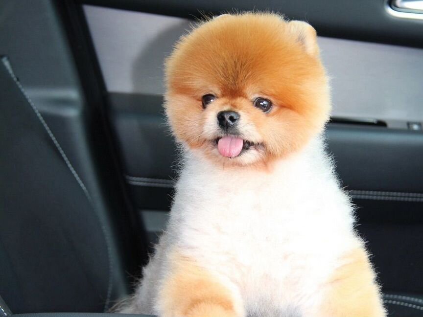 Pomeranian boo puppies