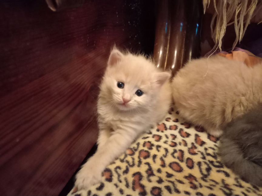 Рыжий котик