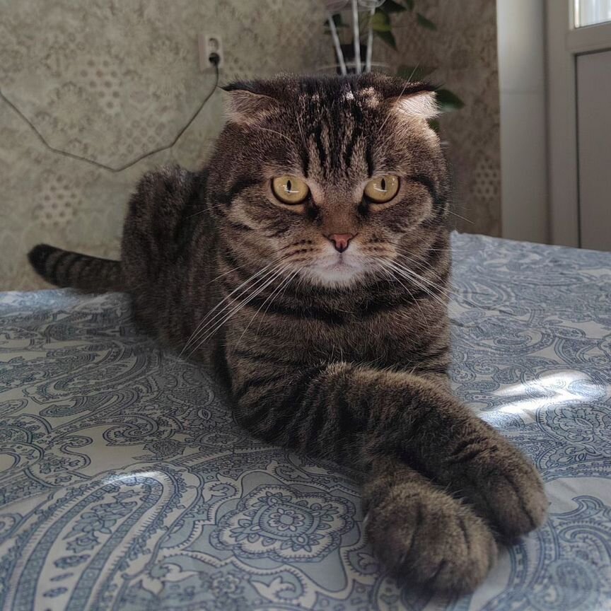 Британский короткошёрстный, взрослый кот