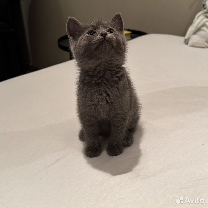 Котенок русский голубой девочка