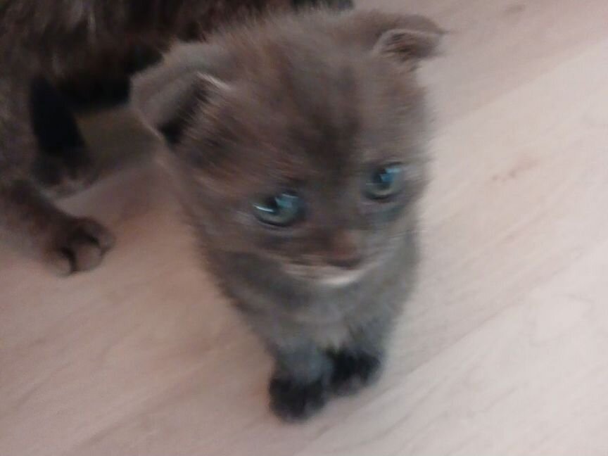 Отдам котят от вислоушки