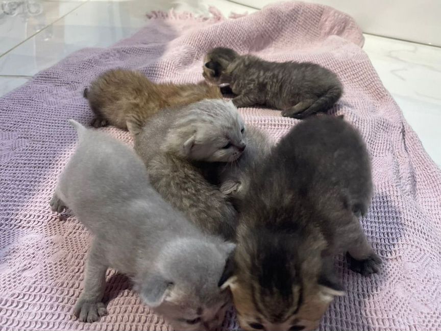 Котята золотая шиншилла