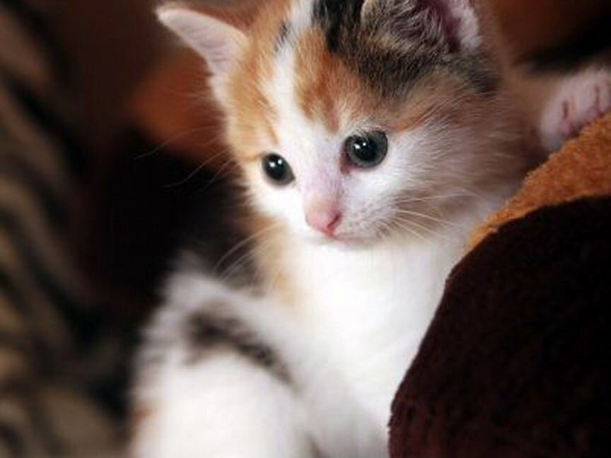 Милай котенок Баффи в дар