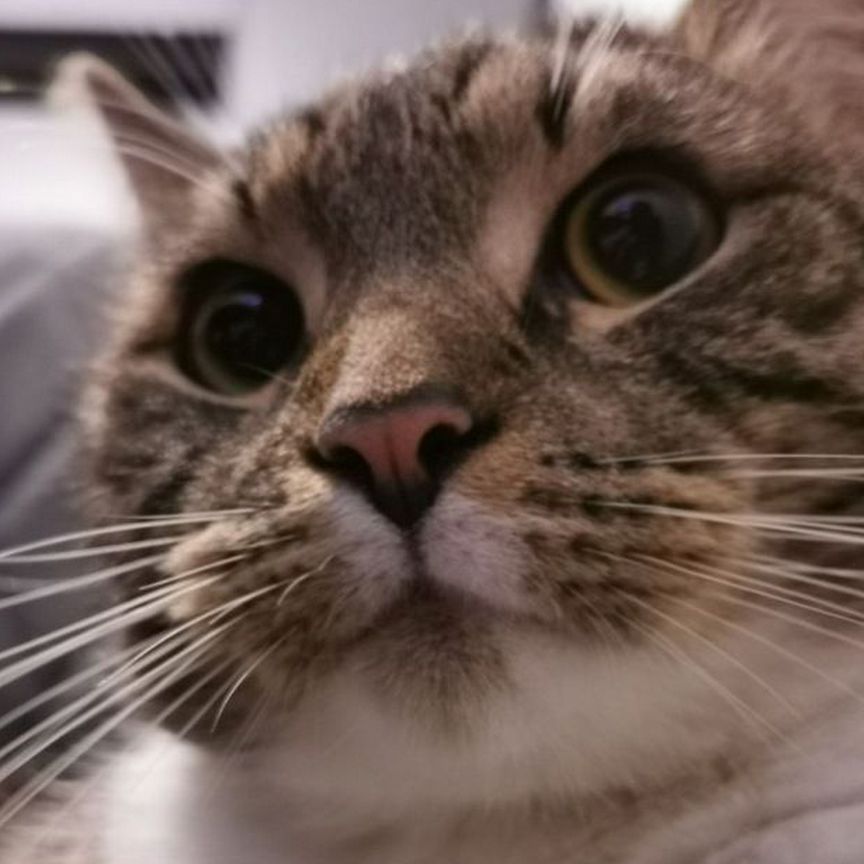 Взрослый кот в добрые руки