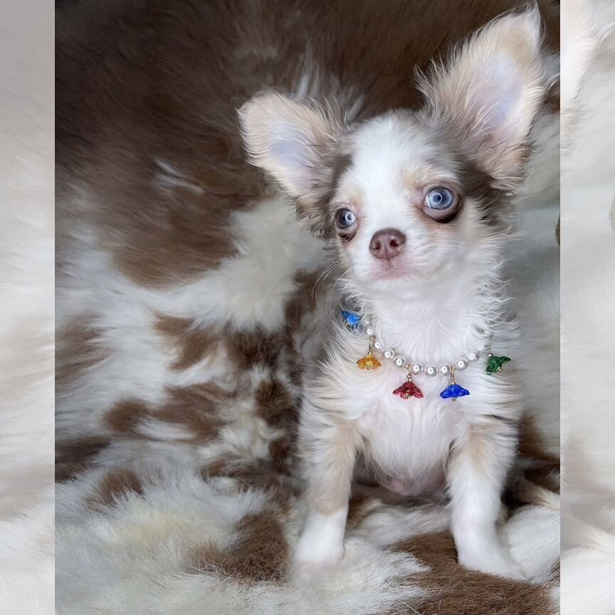 Чихуахуа, щенок