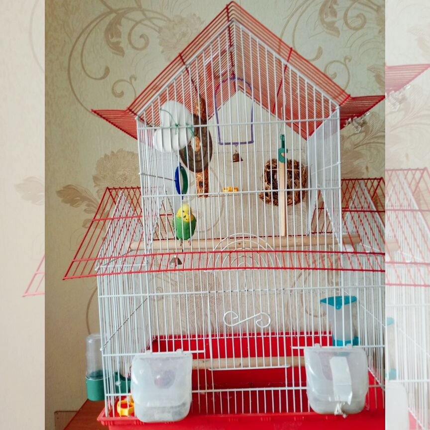 Волнистый попугай