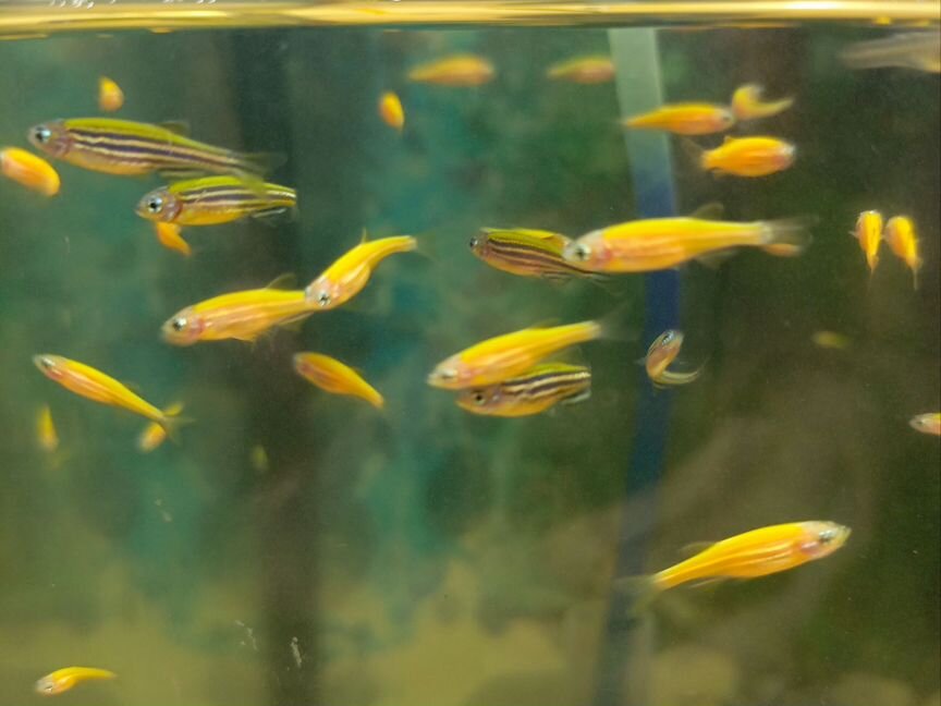 Данио "Гло Фиш" рыбки