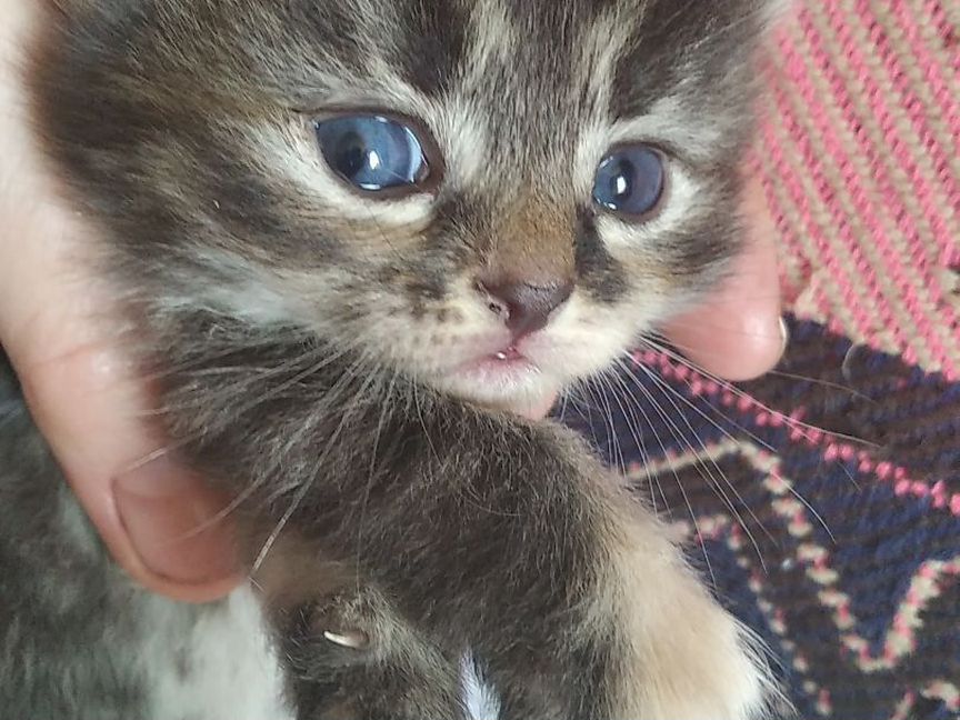 Котята, 2 мес