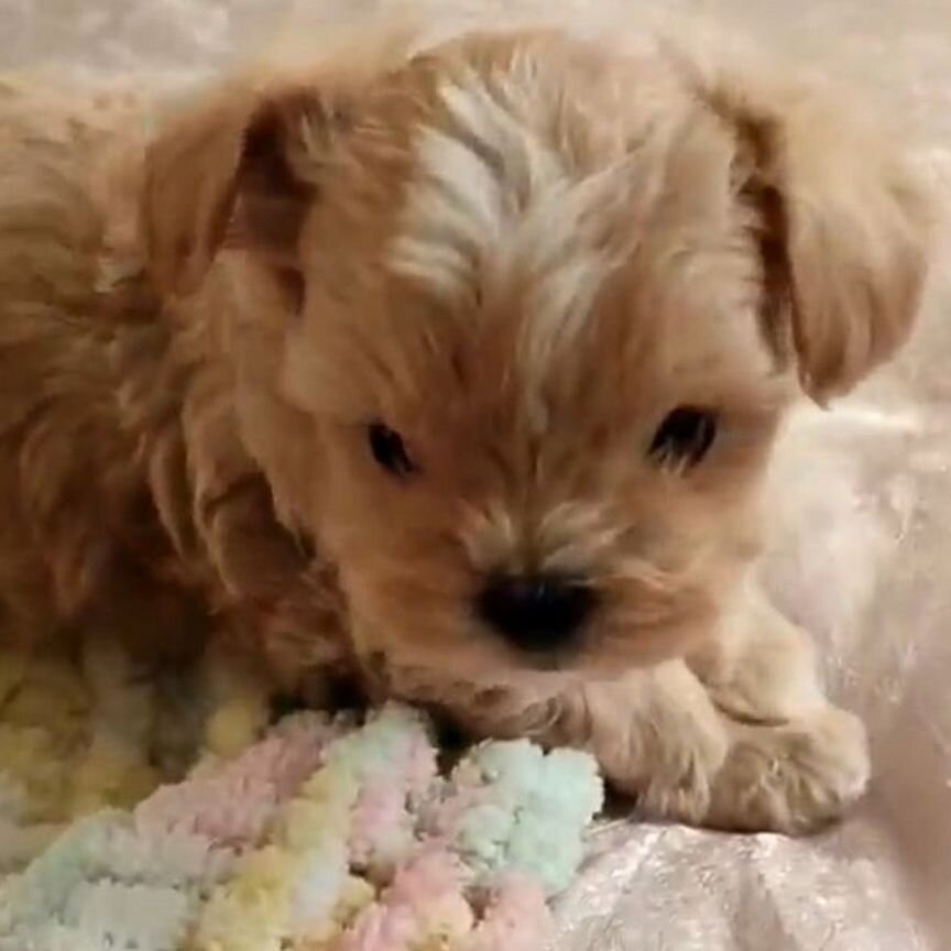 Мальтипу, щенок