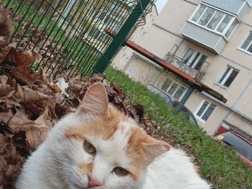 Бездомные котики ищут дом