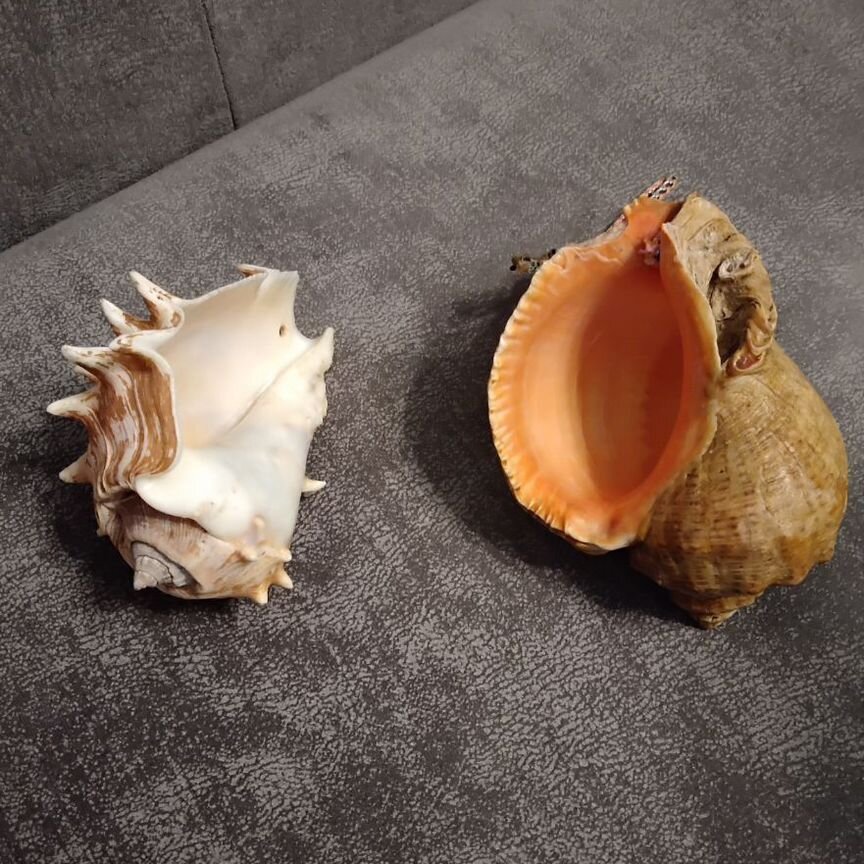 Ракушки морские