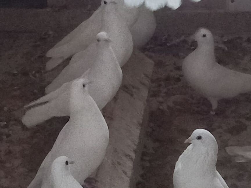 Голуби