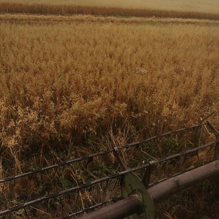 Зерно овес ячмень пшеница
