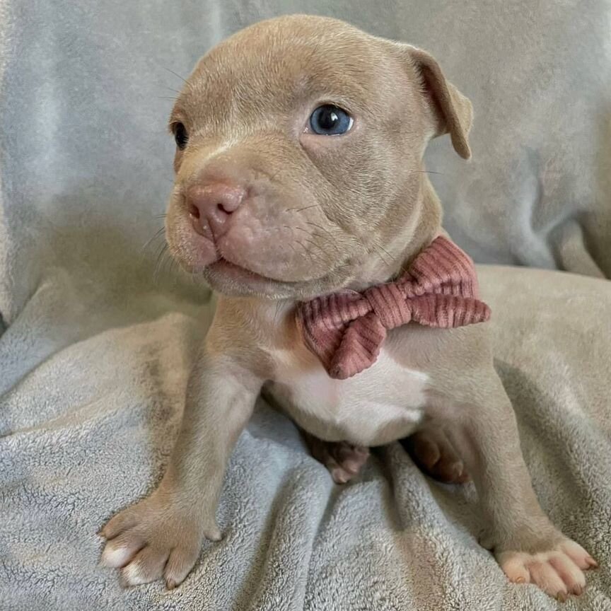 Американский булли девочка