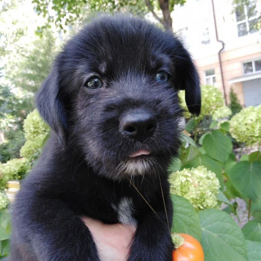 Девочка - метис 1 месяц