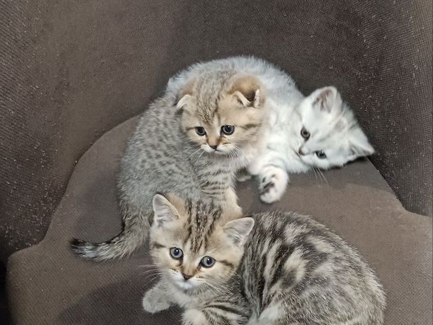 Шотландские котята